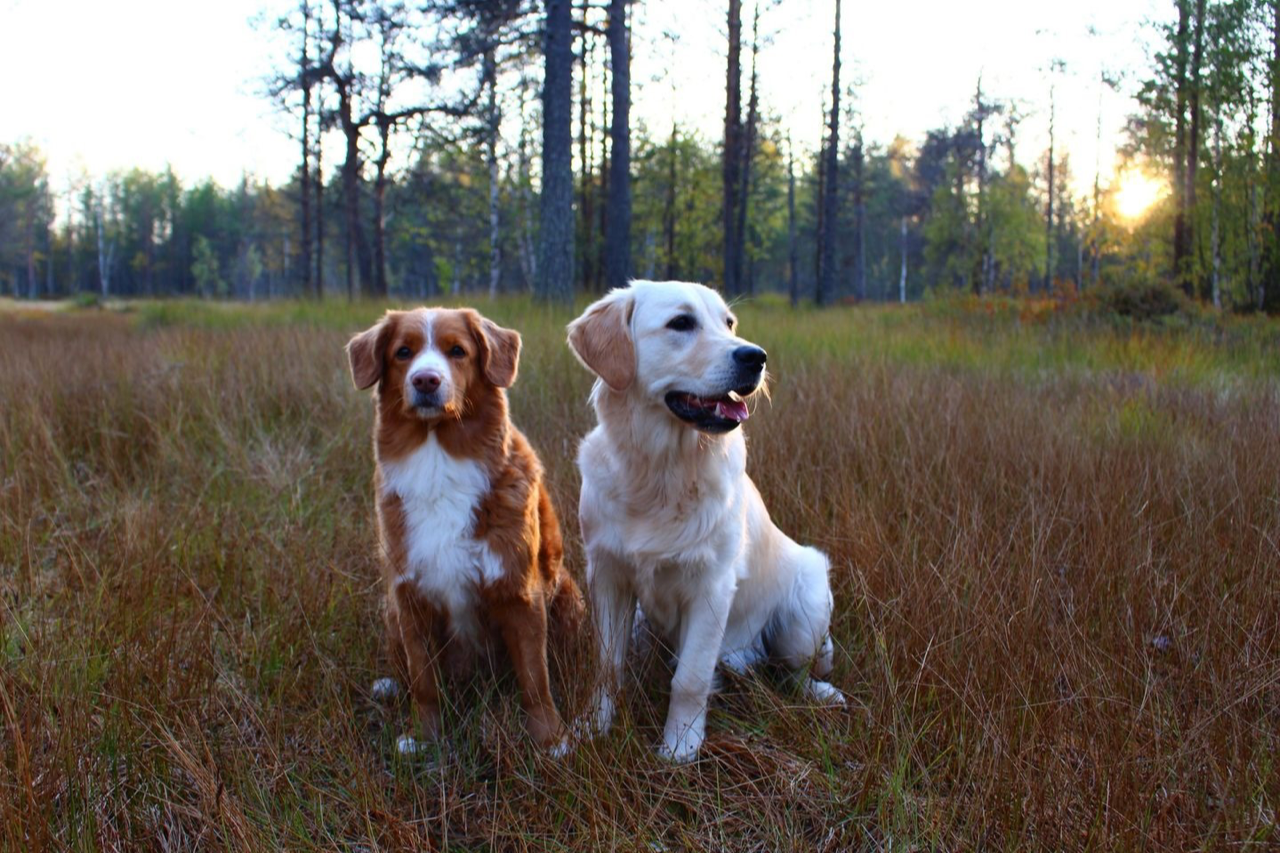 Oulaisten koiranäyttely | Oulainen